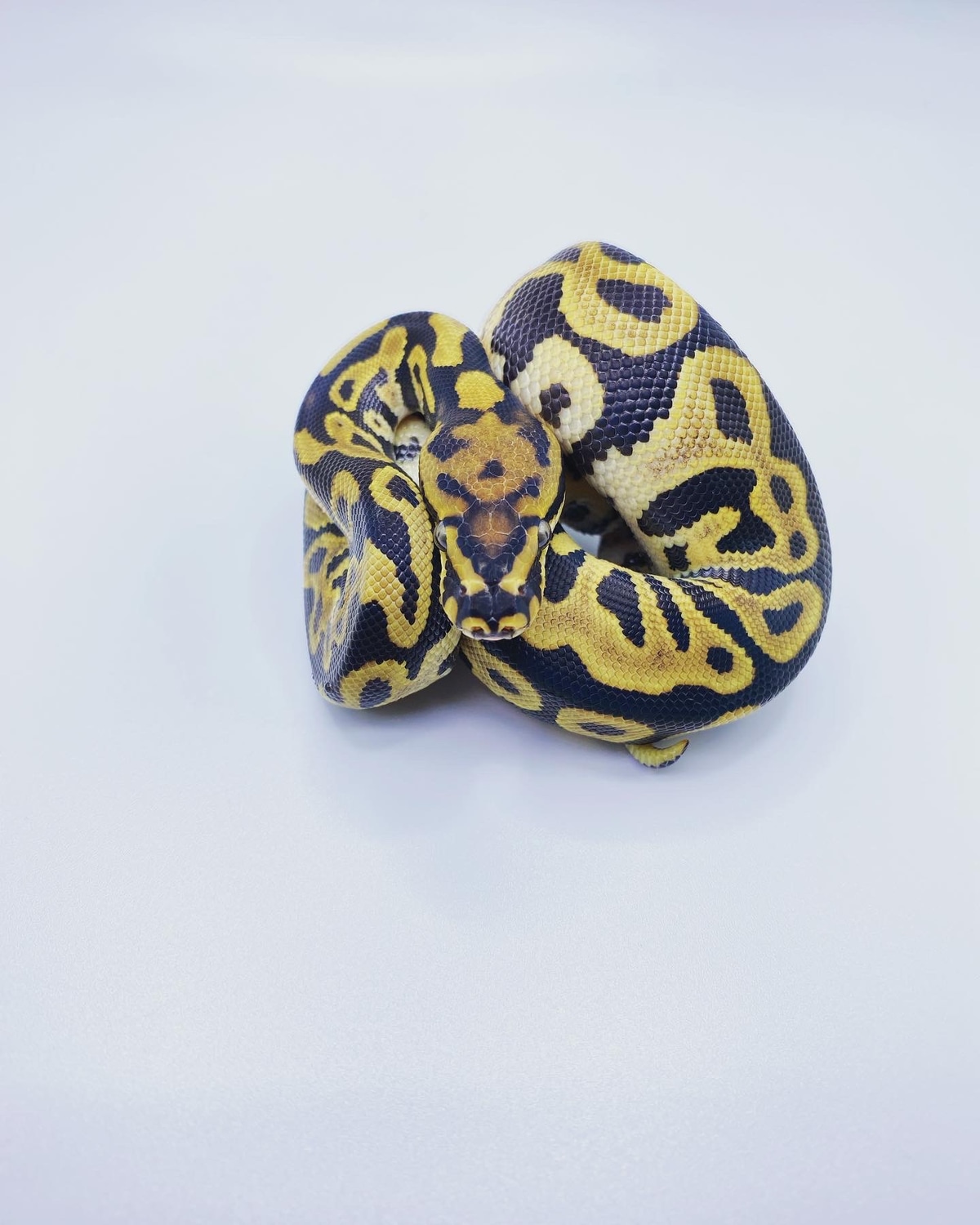 Leopard Spotnose Fire/Vanilla Het Clown JKR Stock Ball Python by Top Shelf Morphs - MorphMarket