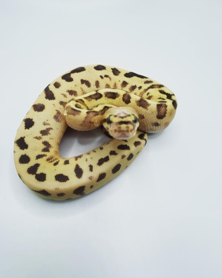 “Dalmatian” Leopard Spotnose Vanilla Cream Het Clown Ball Python by Top ...