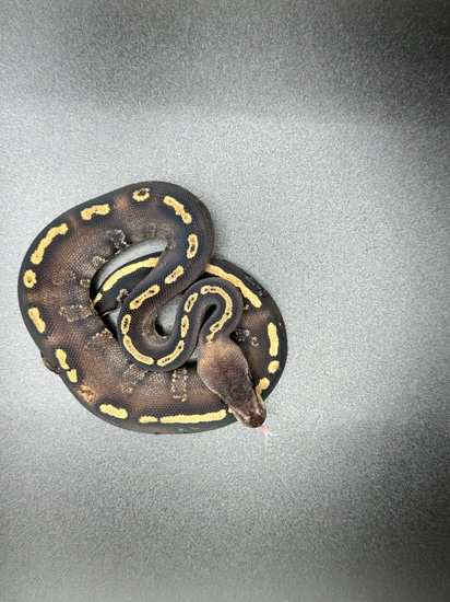 Stranger GHI Ball Python by Top Shelf Morphs