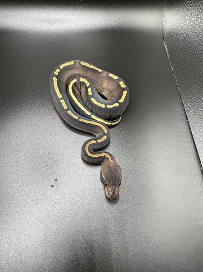 Stranger GHI Ball Python by Top Shelf Morphs