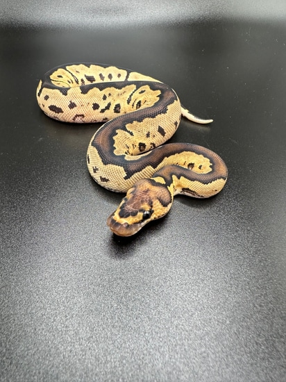 Clown Ball Python by Top Shelf Morphs
