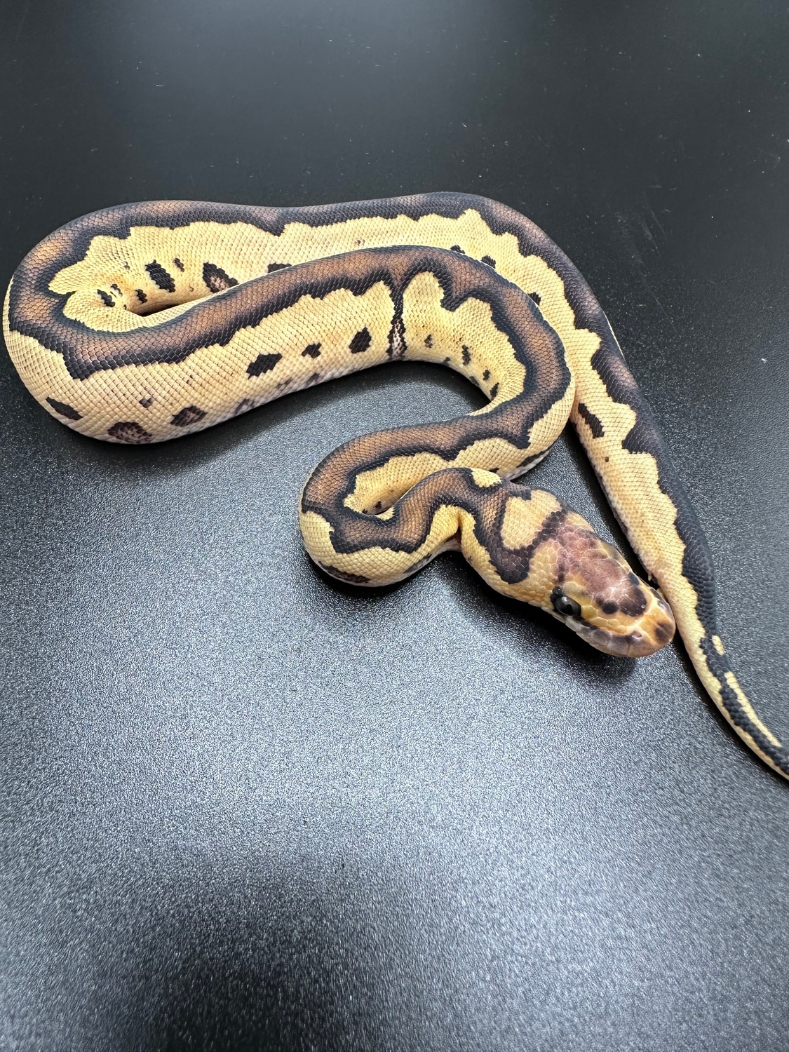 Clown Ball Python by Top Shelf Morphs - MorphMarket