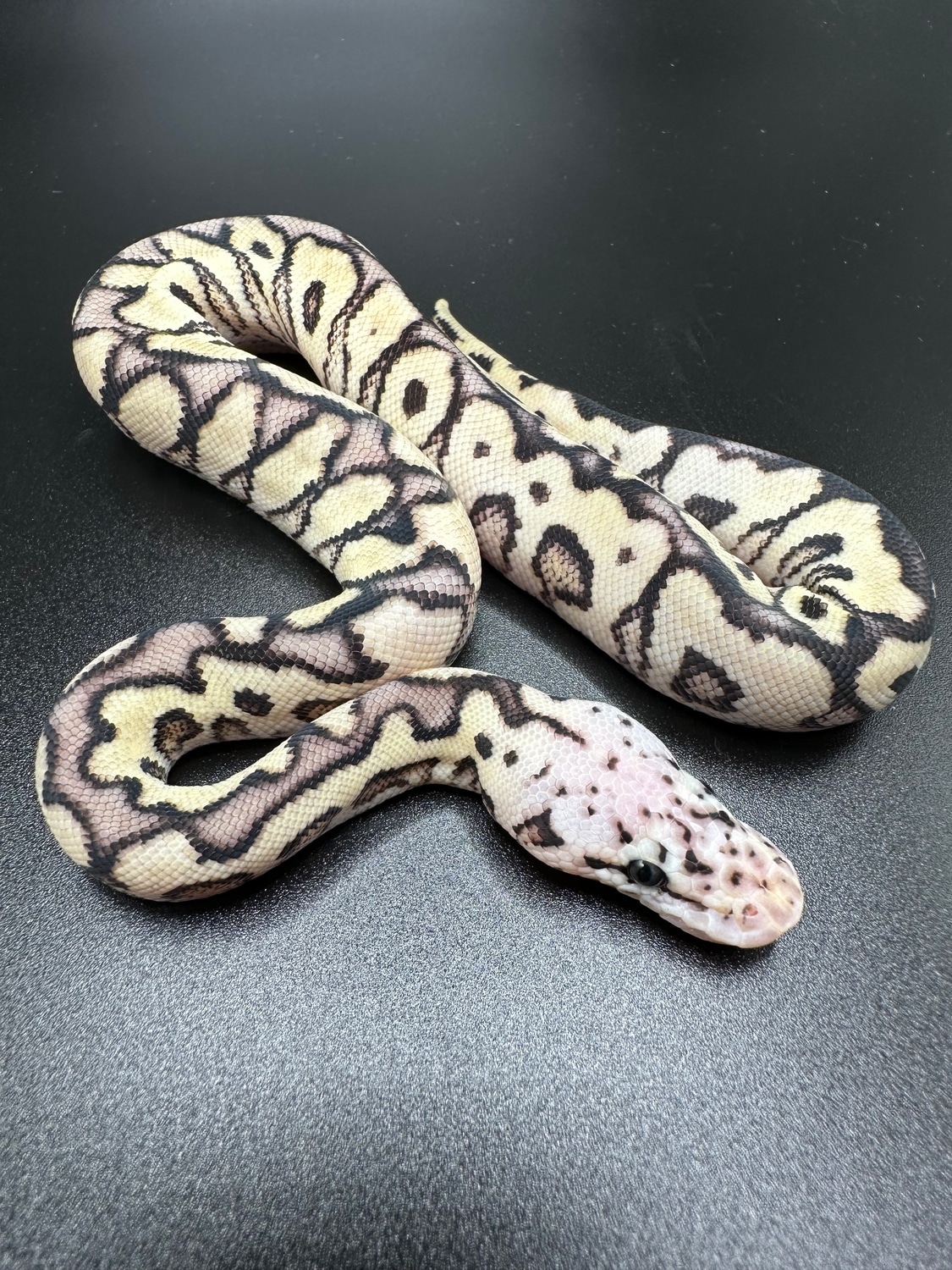 FireFly Spotnose Clown Ball Python by Top Shelf Morphs - MorphMarket