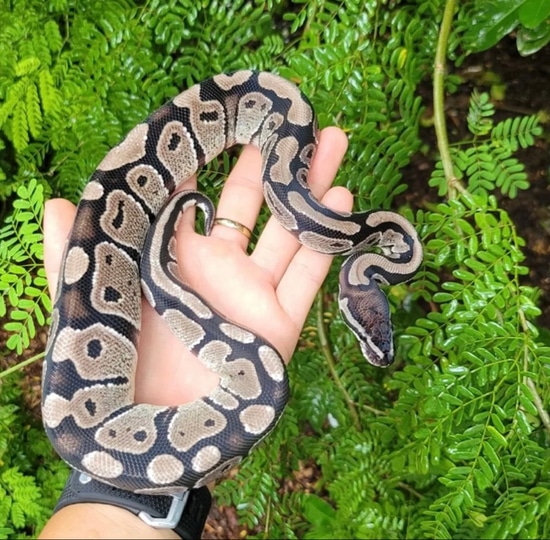 VPI Axanthic Pastel Pos. Het Pied Ball Python by Top Shelf Morphs