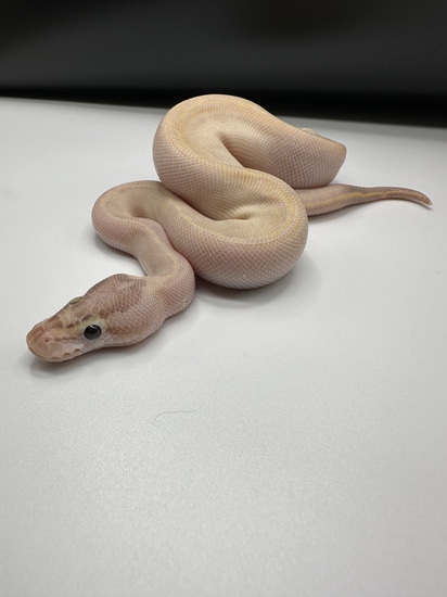 Pastel Ivory Ball Python by Top Shelf Morphs