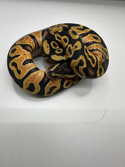 Pastel Yellowbelly/Gravel Ball Python by Top Shelf Morphs