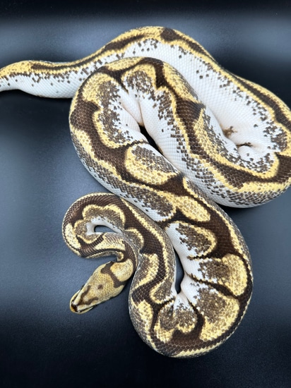 ODYB Sugar/Calico Spider Ball Python by Top Shelf Morphs