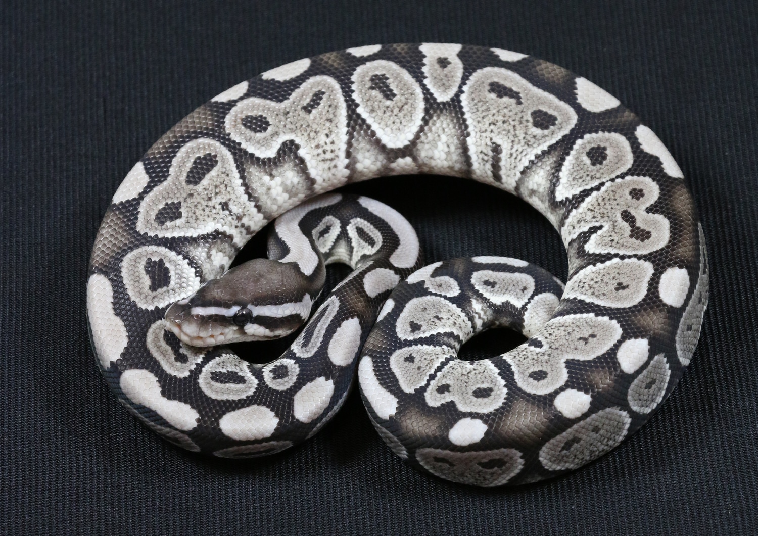 VPI Axanthic True Ghost Ball Python by Bradford Cole - MorphMarket