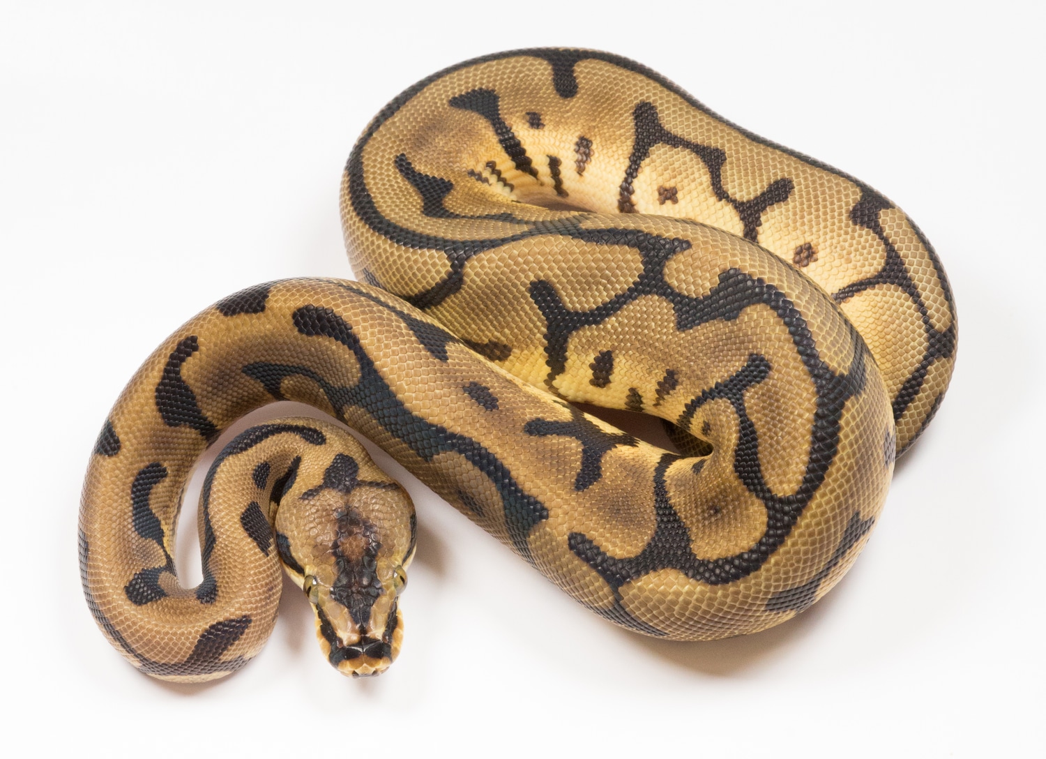 Leopard Spider Het Pied Ball Python by Bradford Cole - MorphMarket