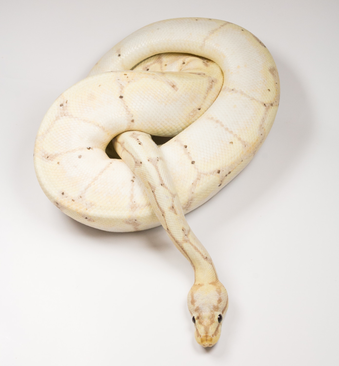 Coral Glow Spider Het VPI Axanthic Ball Python by Bradford Cole ...