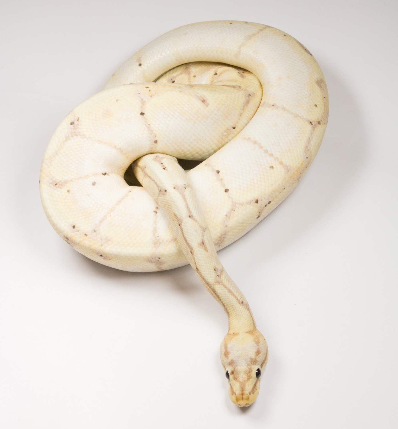 Coral Glow Spider Het VPI Axanthic Ball Python by Bradford Cole ...