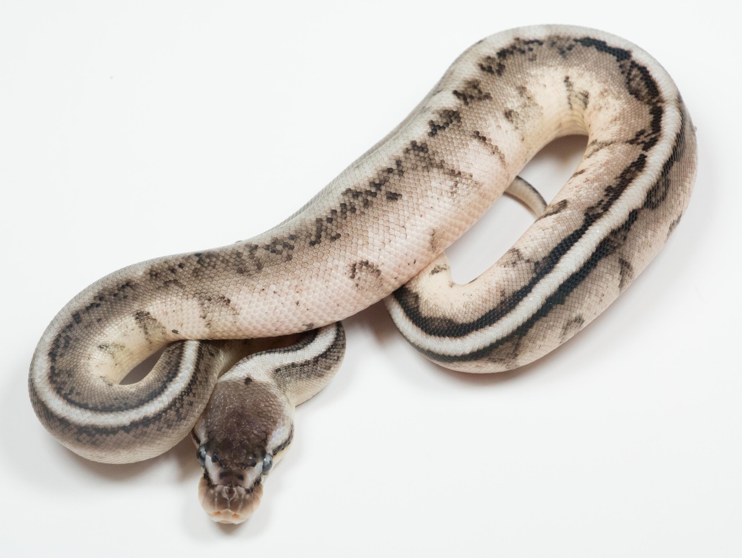 VPI Axanthic Pastel Genetic Stripe Ball Python by Bradford Cole ...