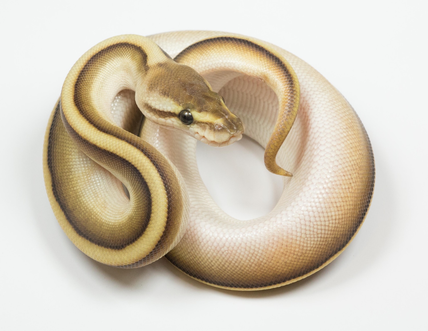 Lesser Genetic Stripe Ball Python by Bradford Cole - MorphMarket