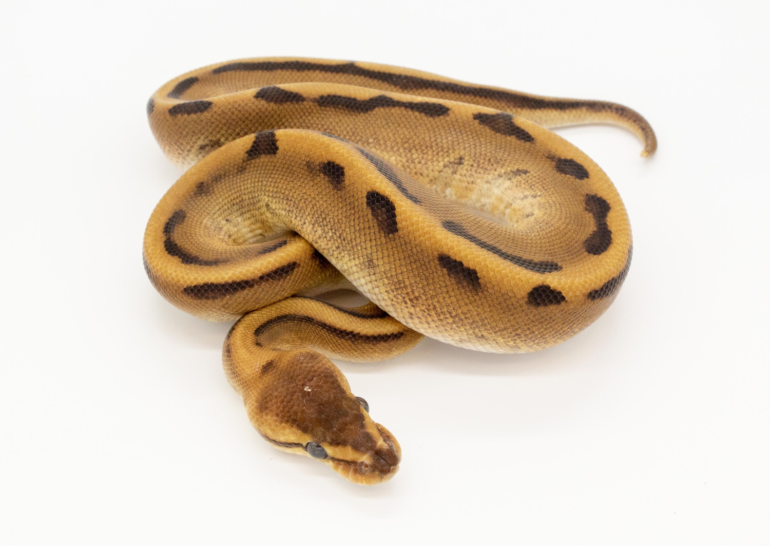 Genetic Stripe Het VPI Axanthic Ball Python by Bradford Cole - MorphMarket