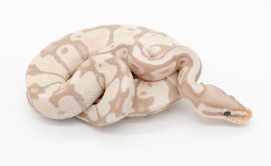 Coral Glow VPI Axanthic Ball Python by Bradford Cole