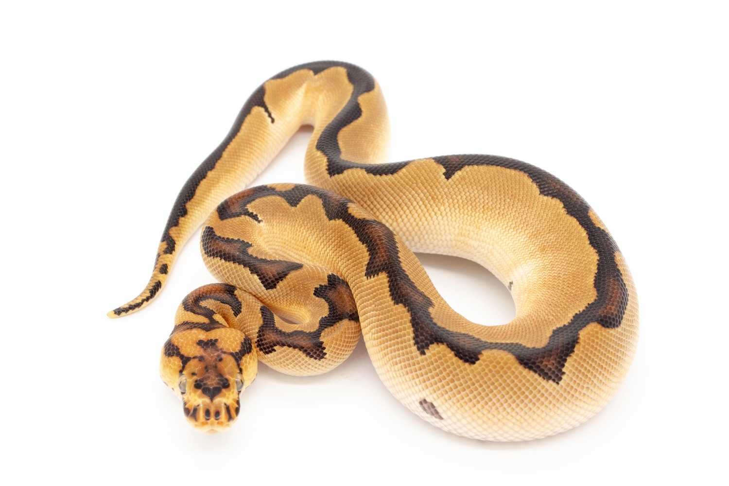 Super Blade Clown Ball Python by Bradford Cole - MorphMarket