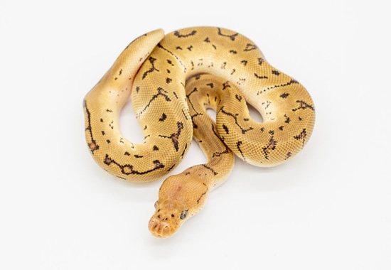 Cryptic Pinstripe Clown Ball Python by Bradford Cole