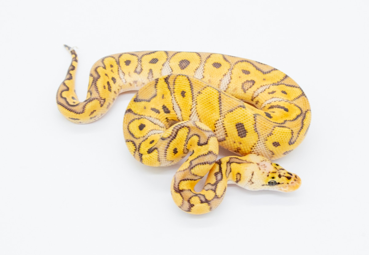 Killer Clown Ball Python by Bradford Cole - MorphMarket