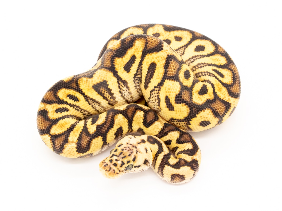 Pastel Spotnose Clown Ball Python by Bradford Cole - MorphMarket