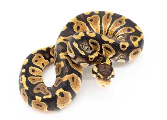 Pastel Chocolate Het Clown Ball Python by Bradford Cole