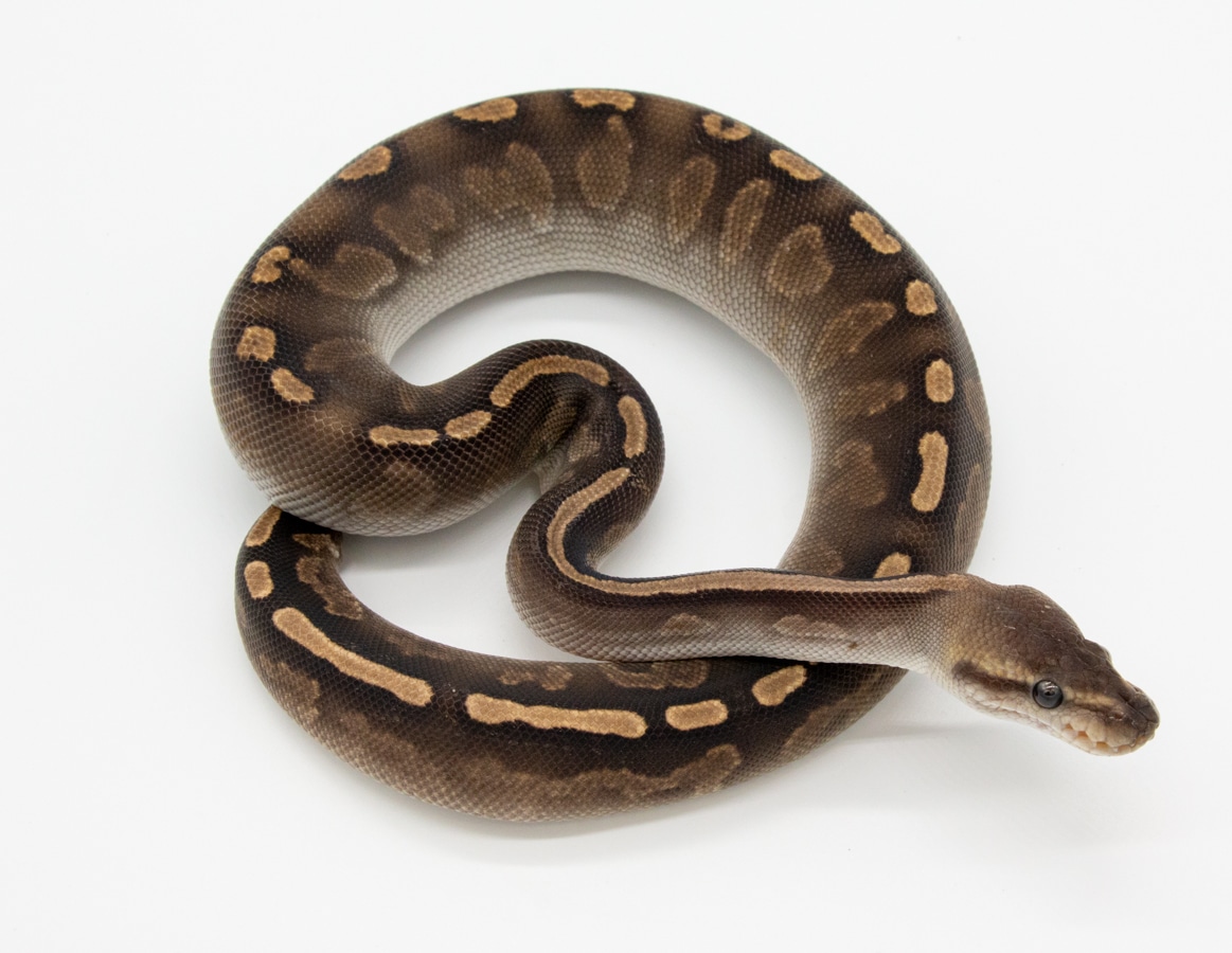 Cinny GHI Yellow Belly Ball Python by Bradford Cole - MorphMarket