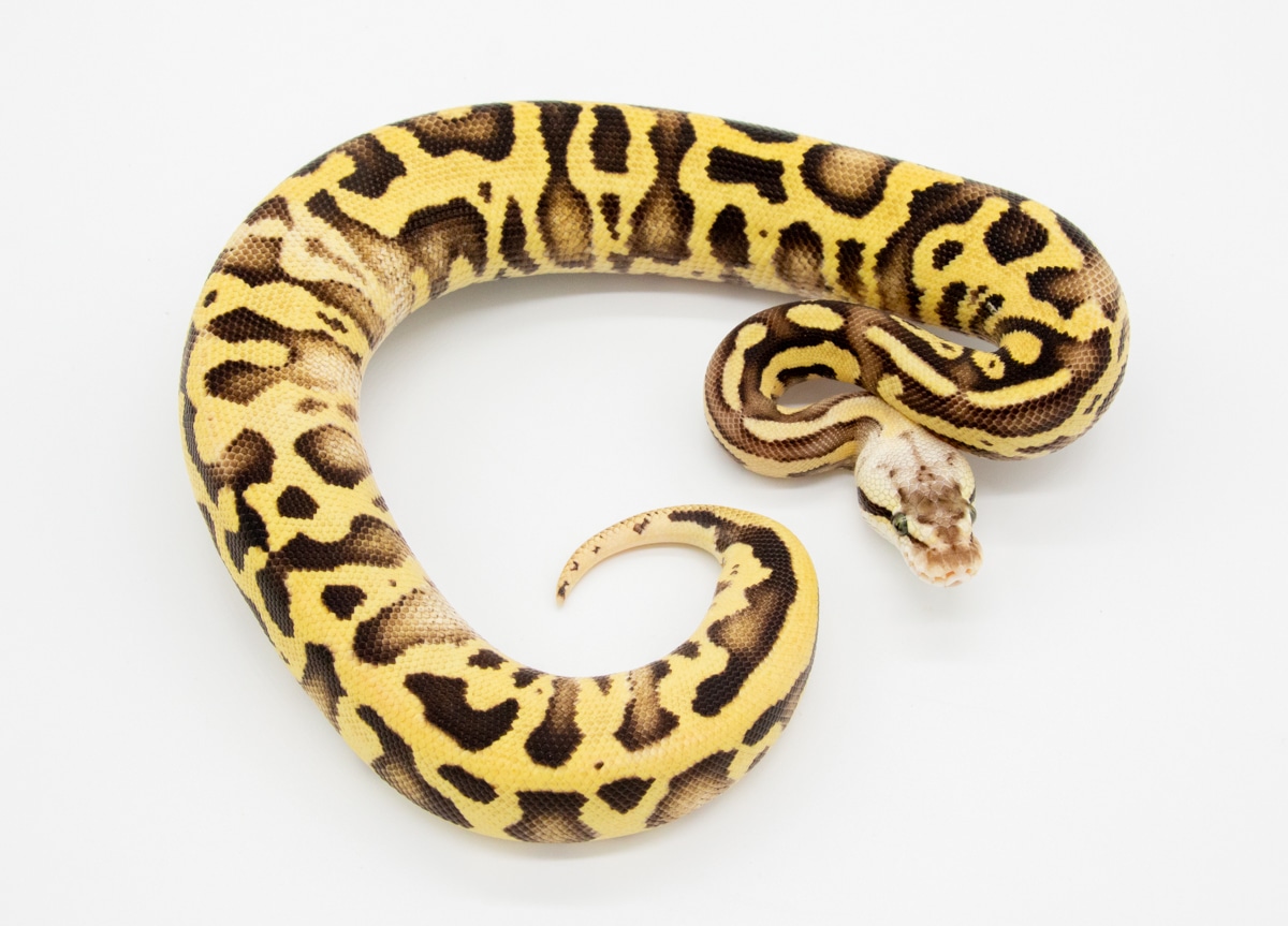 Pastel Fire Leopard Het VPI Axanthic Het Genetic Stripe Het Clown Ball ...
