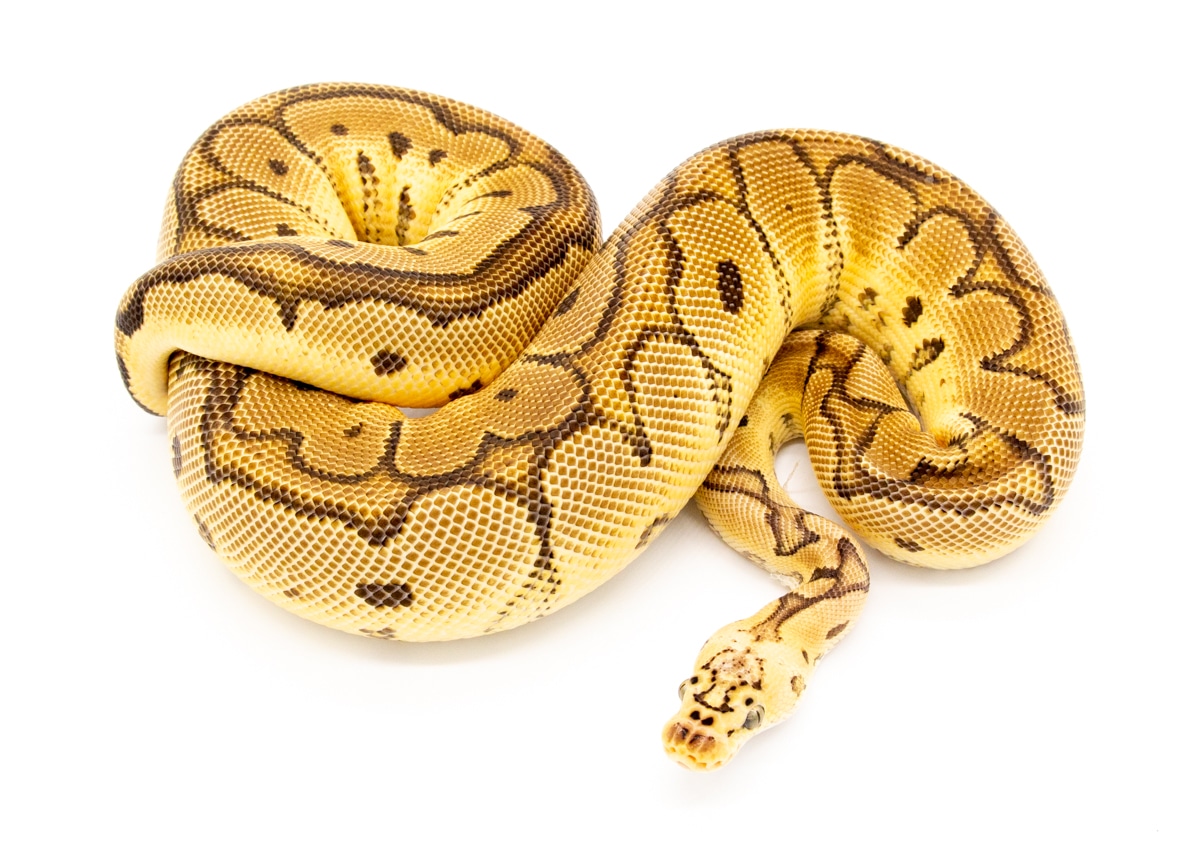 Pastel Clown Ball Python by Bradford Cole - MorphMarket