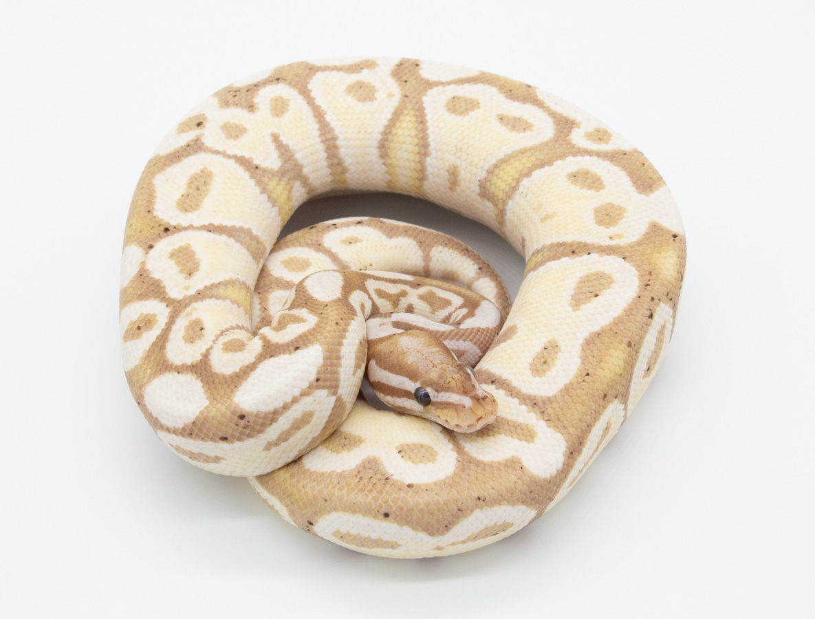 Banana Pastel VPI Axanthic Ball Python by Bradford Cole - MorphMarket