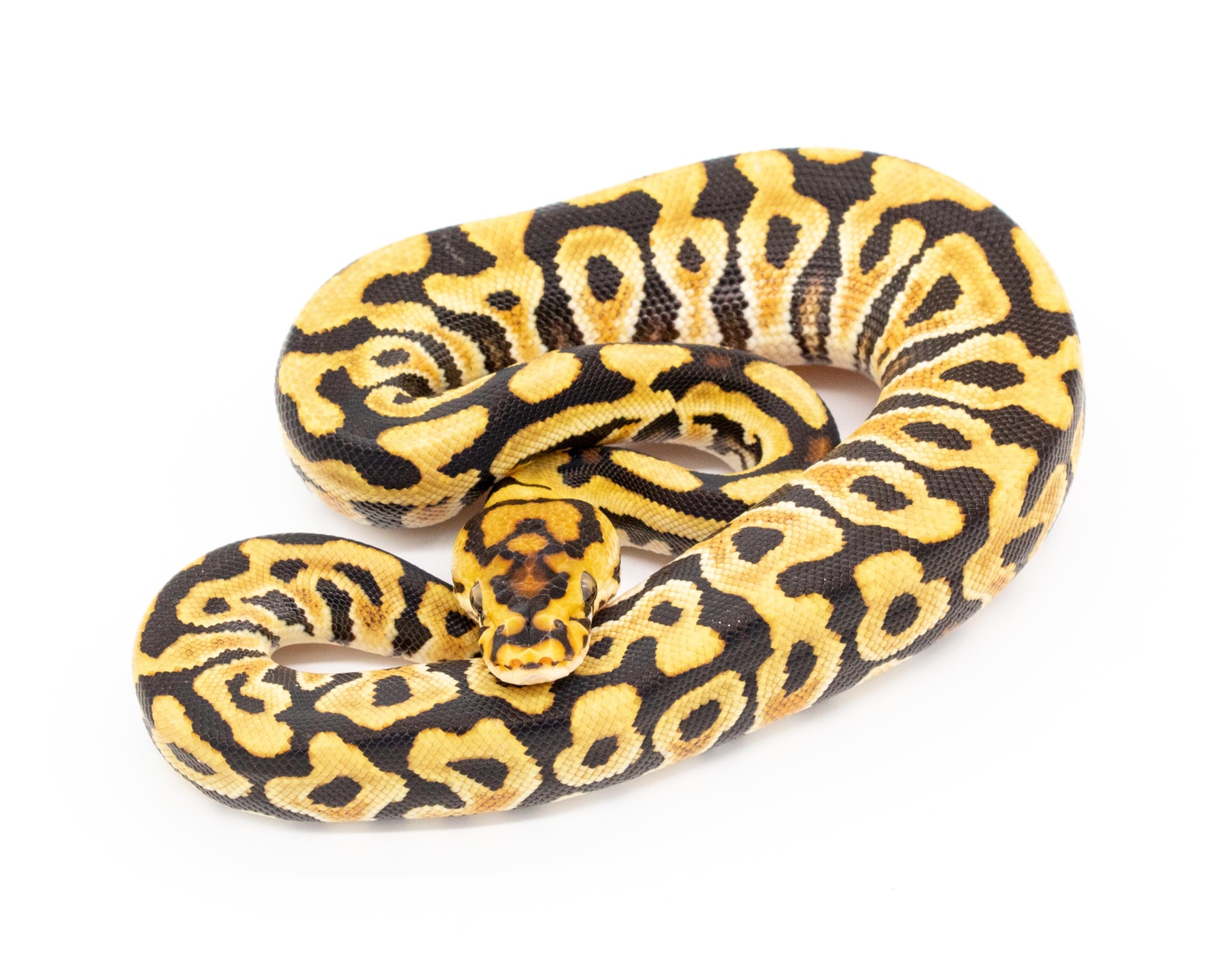 Cryptic Spotnose Het Clown Ball Python by Bradford Cole - MorphMarket