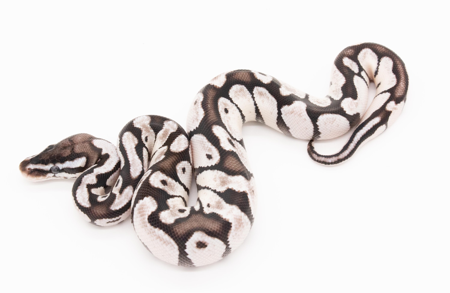 Super Pastel Enchi VPI Axanthic Ball Python by Bradford Cole - MorphMarket