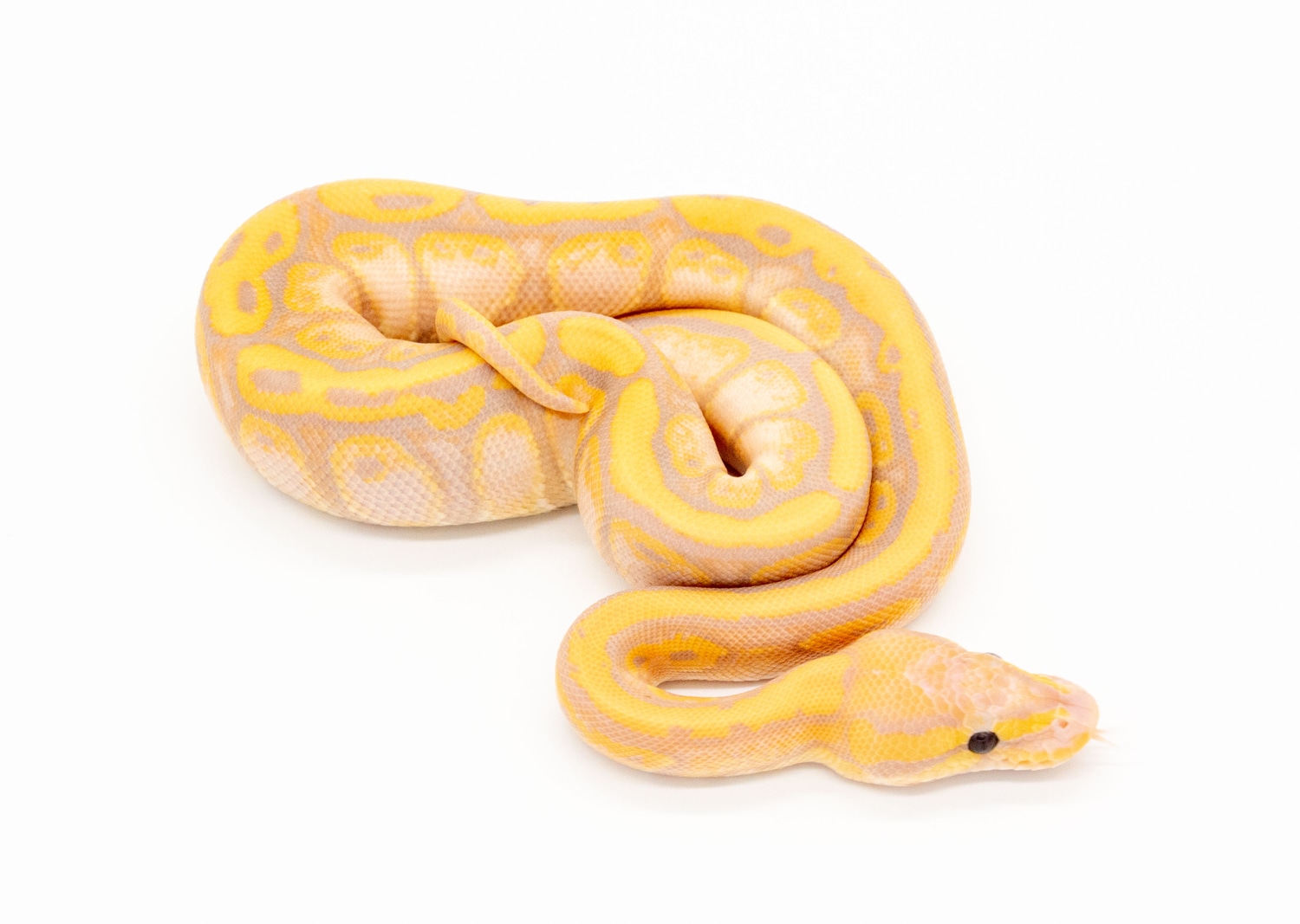 Banana Red Stripe 66% VPI Axanthic 50% Genetic Stripe Ball Python by ...