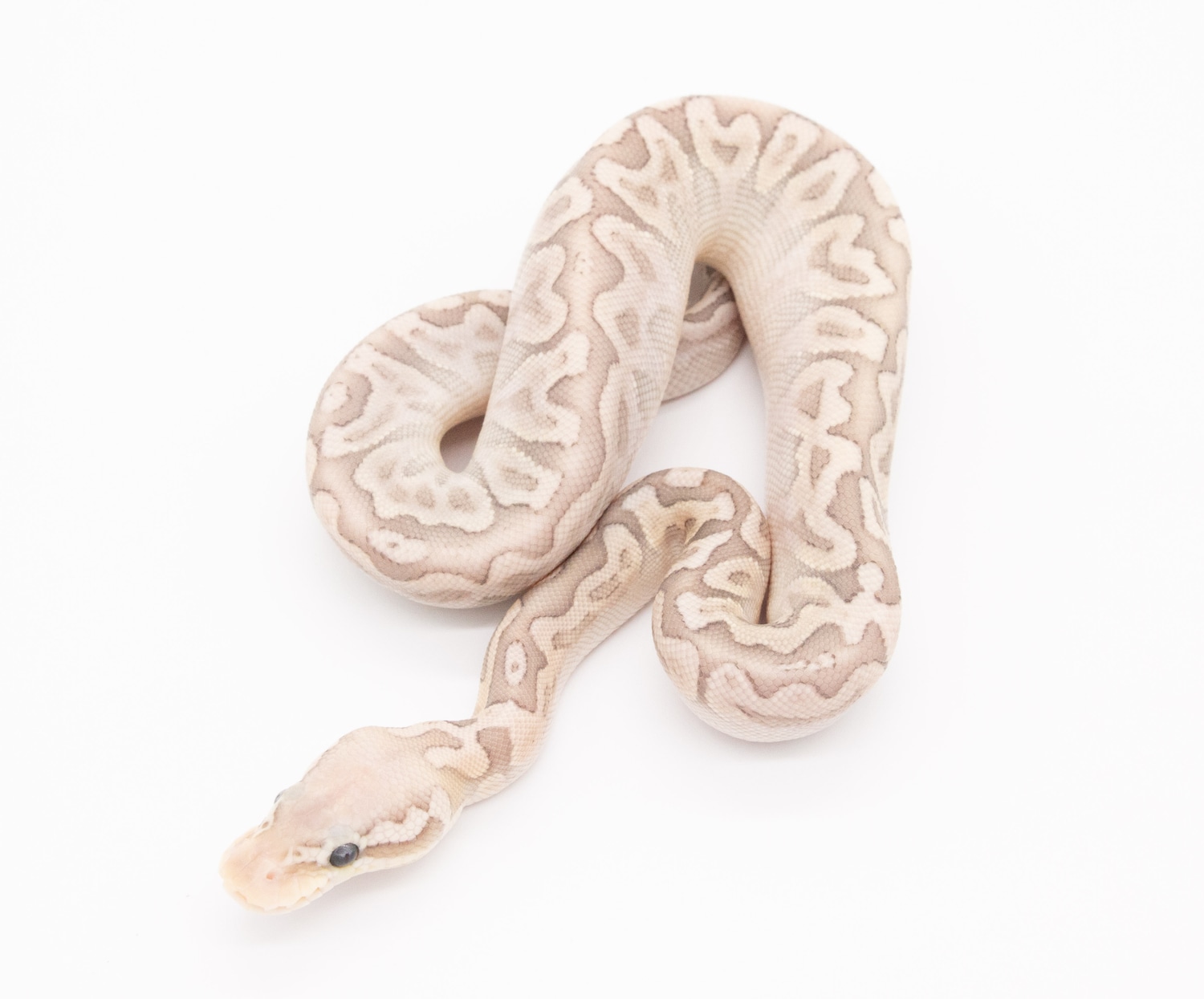 Super Pastel Bamboo Spotnose Ball Python by Bradford Cole - MorphMarket