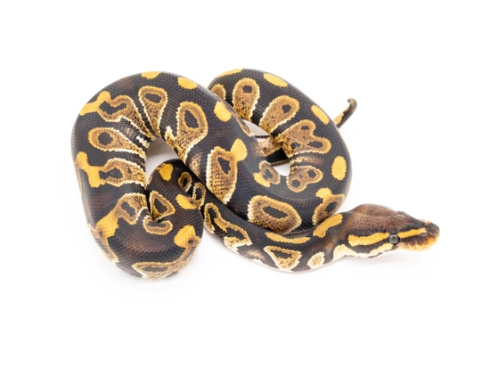 Chocolate Het Clown Ball Python by Bradford Cole