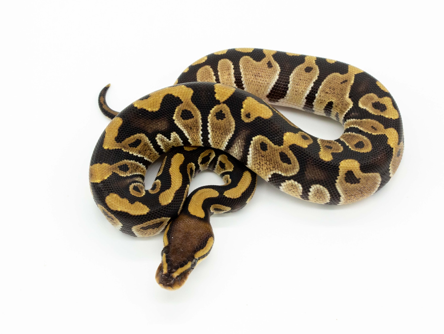 Chocolate Het VPI Axanthic Het Clown Ball Python by Bradford Cole ...
