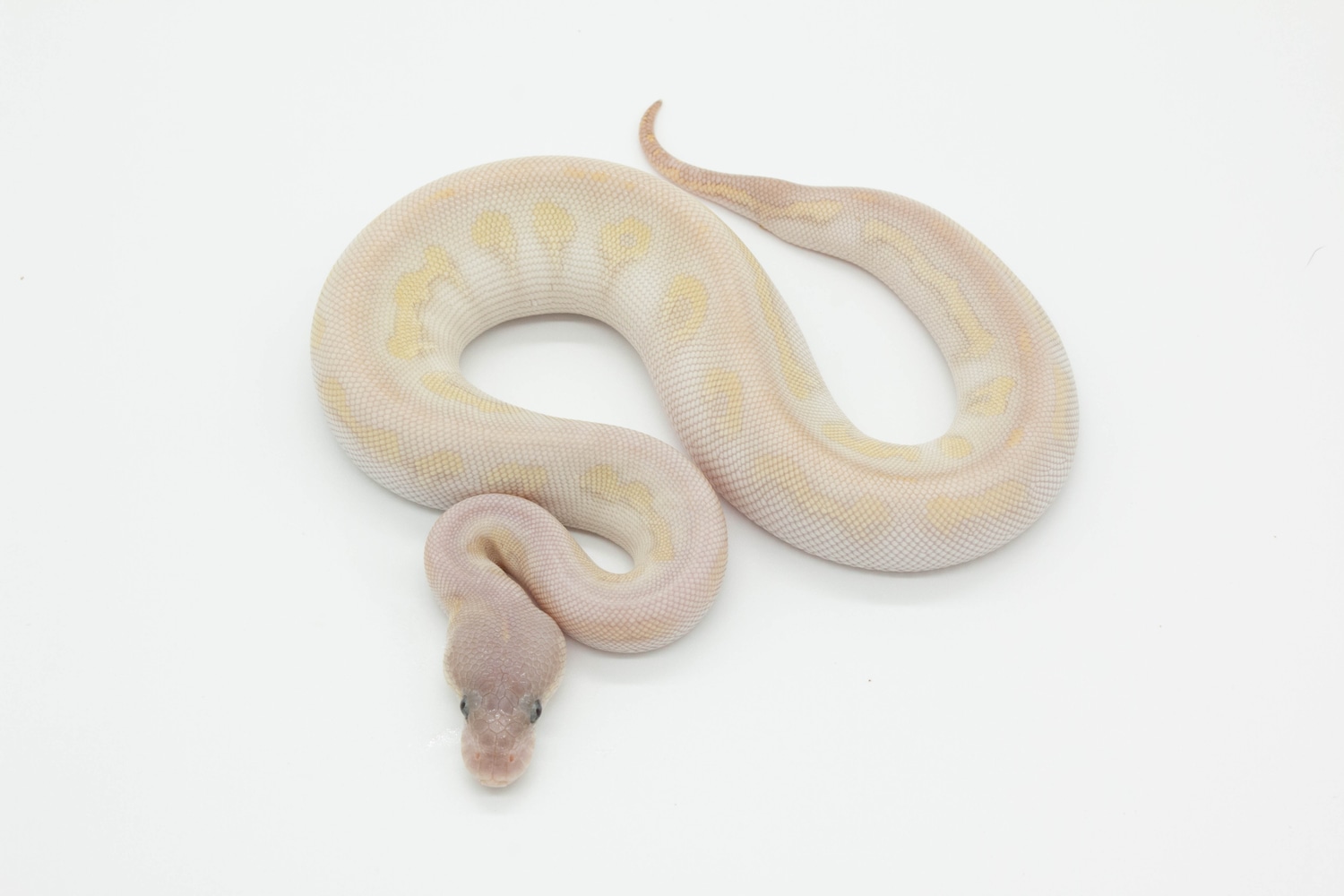 Mojave Phantom Clown Ball Python by Bradford Cole - MorphMarket