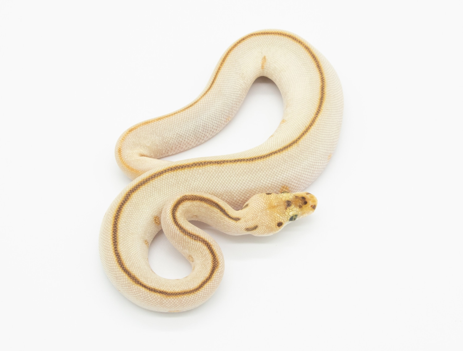 Leopard Lesser Spider Clown Ball Python by Bradford Cole - MorphMarket