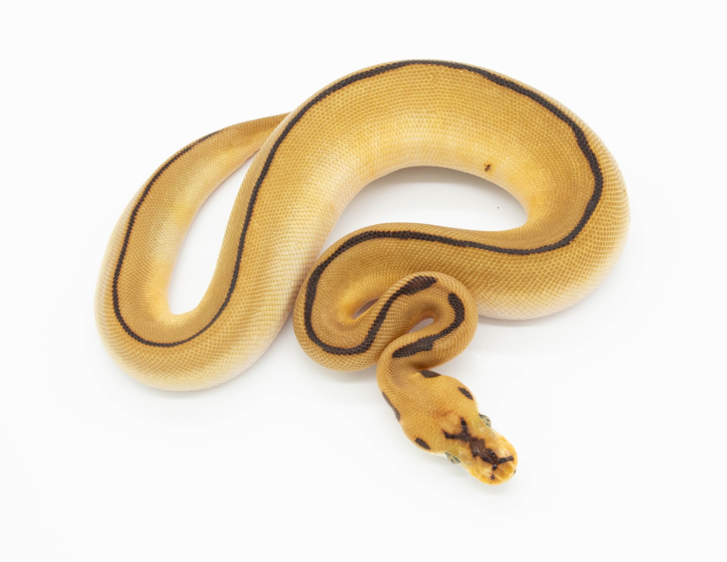 Leopard Spider Clown Ball Python by Bradford Cole - MorphMarket