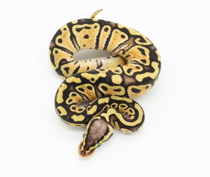 Spider GHI Lesser YB Het Clown Ball Python by Bradford Cole - MorphMarket