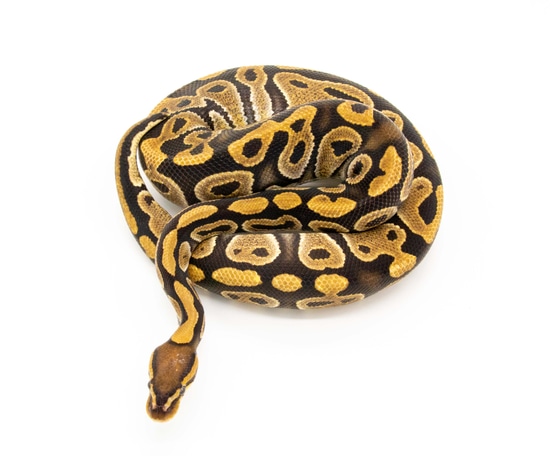 Chocolate Het Clown - PROVEN Ball Python by Bradford Cole