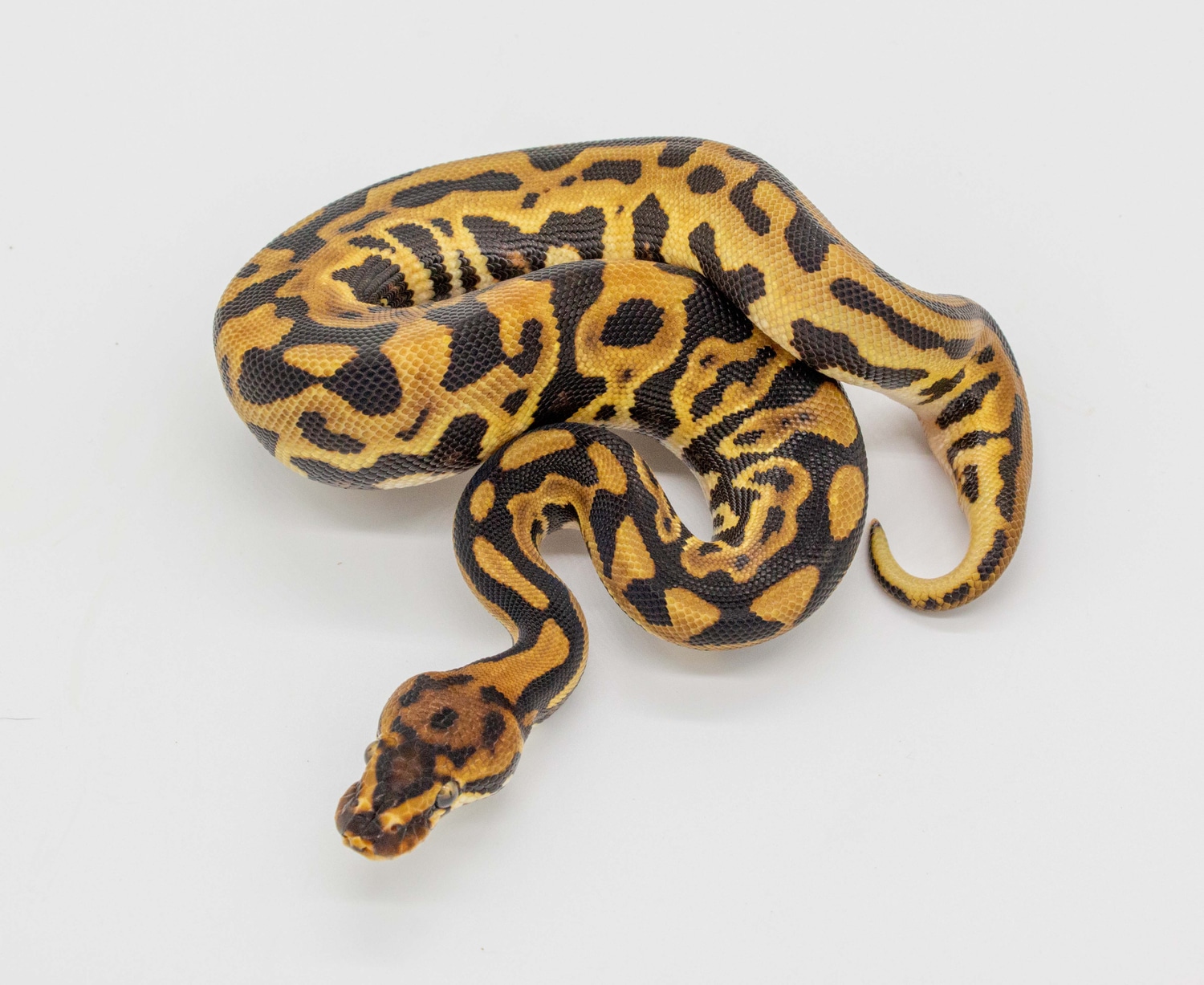 Leopard Spotnose Het Clown Probable Fire Ball Python by Bradford Cole ...