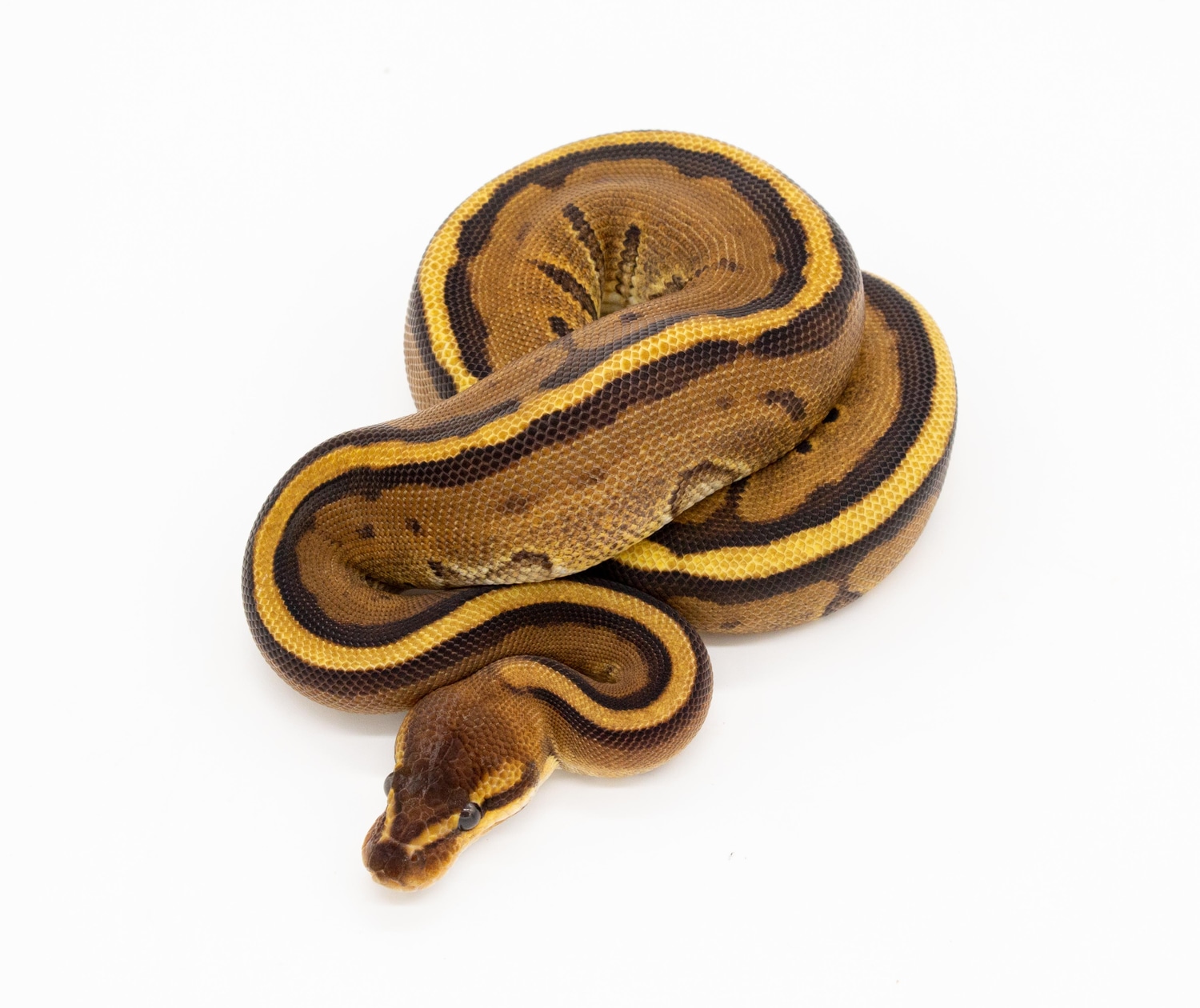 Leopard Genetic Stripe 66% Piebald Ball Python by Bradford Cole ...