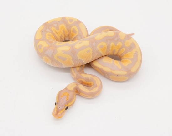 Banana Leopard Het Clown (Female Maker) Ball Python by Bradford Cole