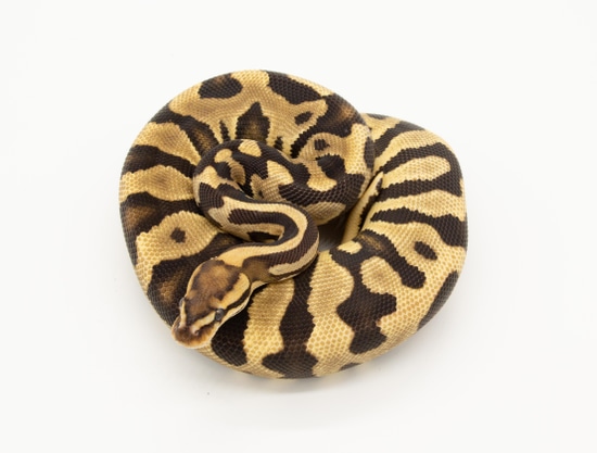 Fire Leopard Het Clown Ball Python by Bradford Cole