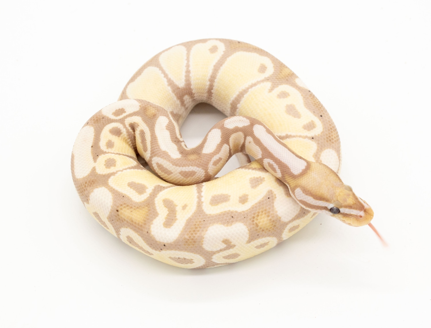 Banana VPI Axanthic 66% Genetic Stripe Ball Python by Bradford Cole ...