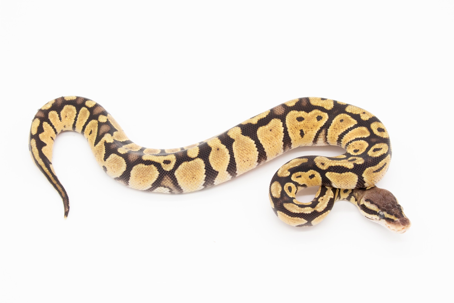 Pastel Het VPI Axanthic Het Desert Ghost 50% Hypo Ball Python by ...