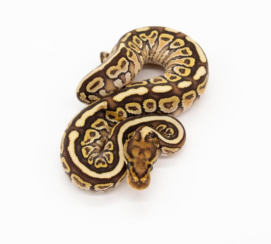 Lesser Spotnose Het Clown Ball Python by Bradford Cole