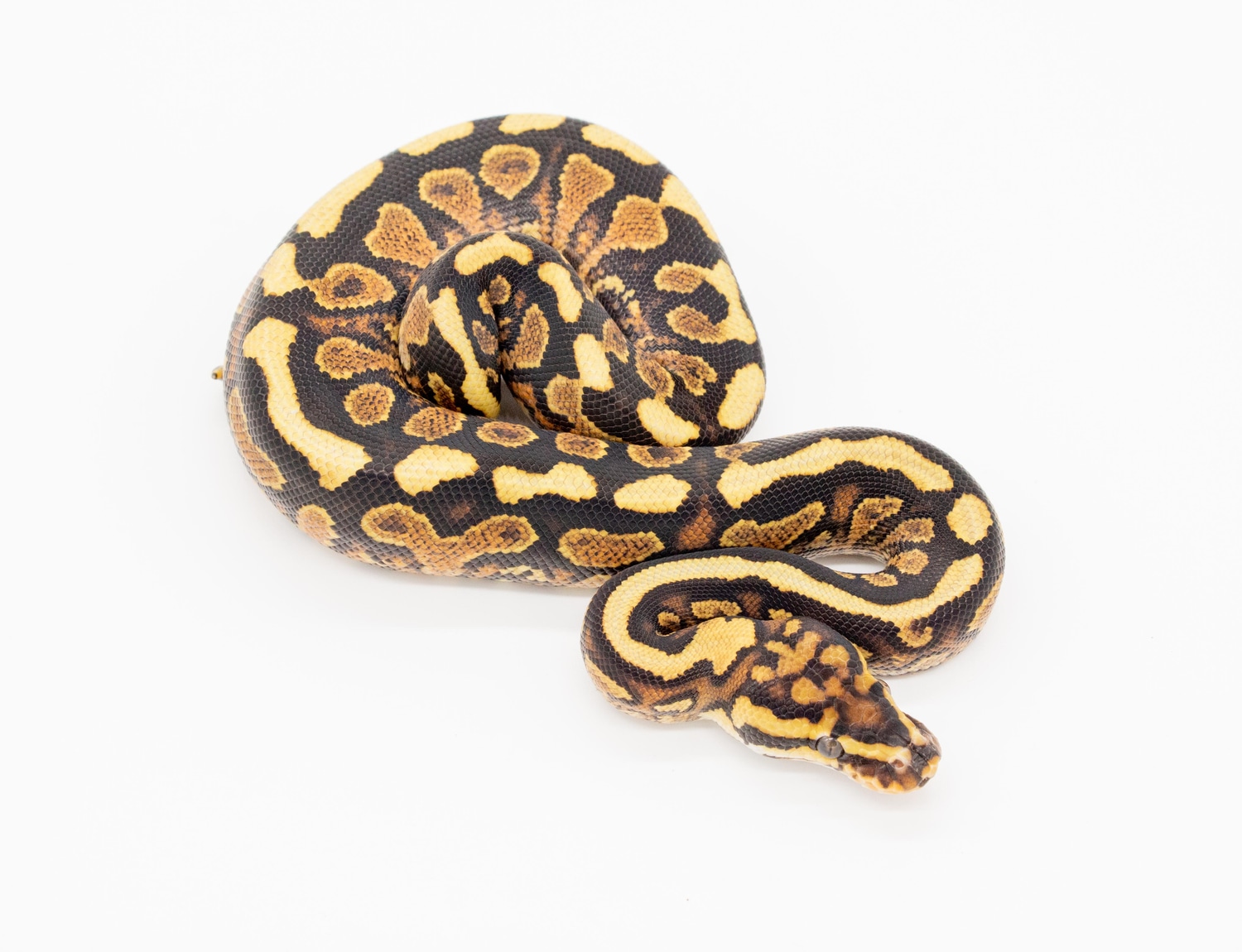 Red Stripe Spotnose YB Het Clown Ball Python by Bradford Cole - MorphMarket