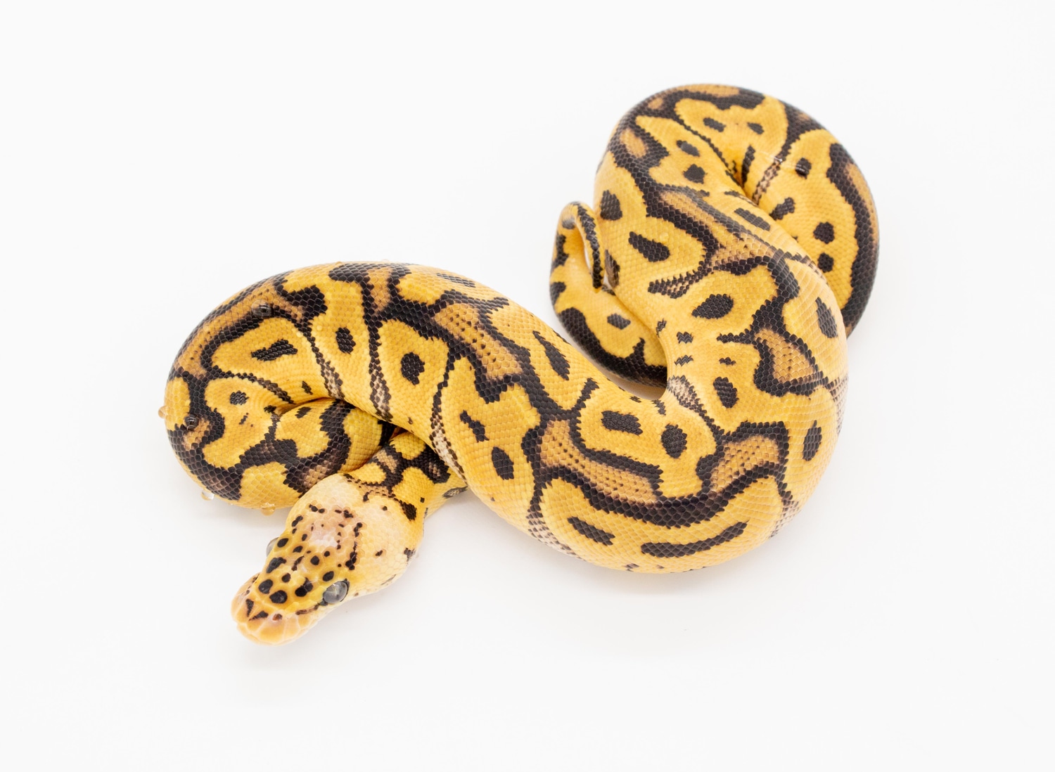 Pastel Spotnose Orange Dream Clown Pos Phantom Ball Python by Bradford ...