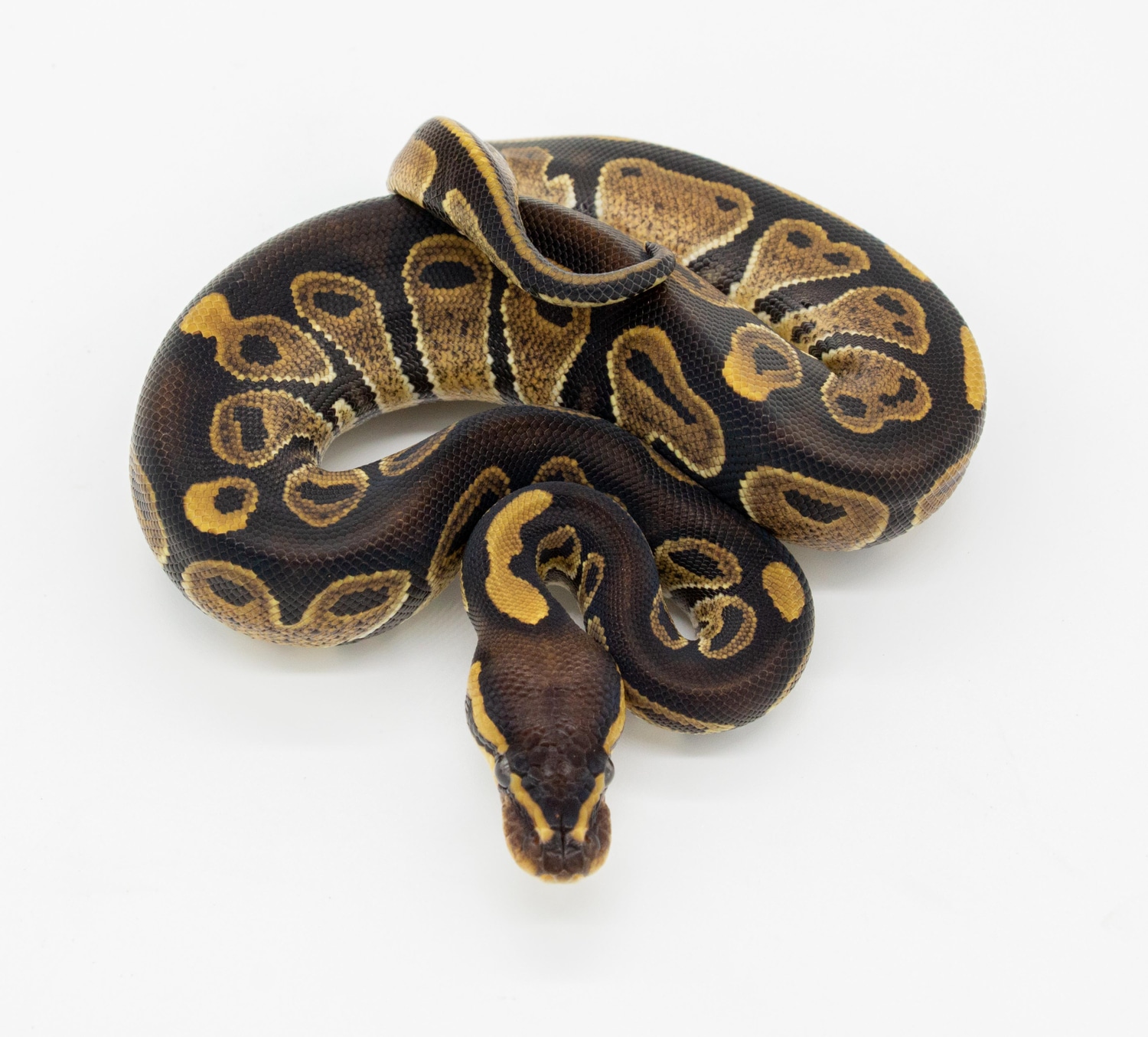 Chocolate Het VPI Axanthic 50% Albino Ball Python by Bradford Cole ...