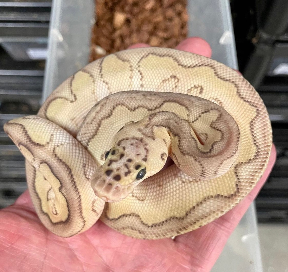 Pastel Lesser Leopard Red Stripe Clown 66% VPI Axanthic Ball Python by ...
